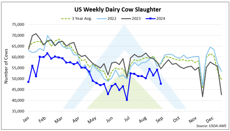 US Weekly Dairy Cow Slaughter Report Snapshot - 19 September 2024 ...