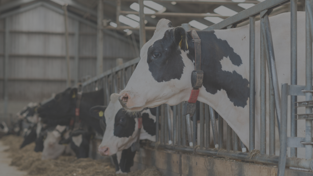 Thursday USDA Dairy Data Releases - 13 March 2025 - HighGround Dairy