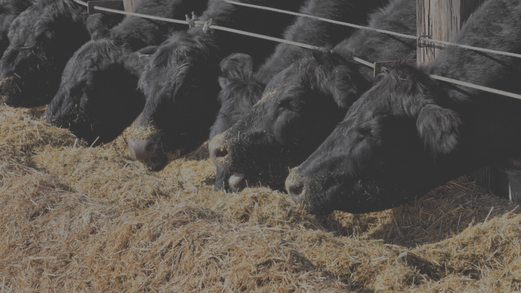 Beef-on-Dairy & Cull Cow Coverage Now Available Through LRP ...